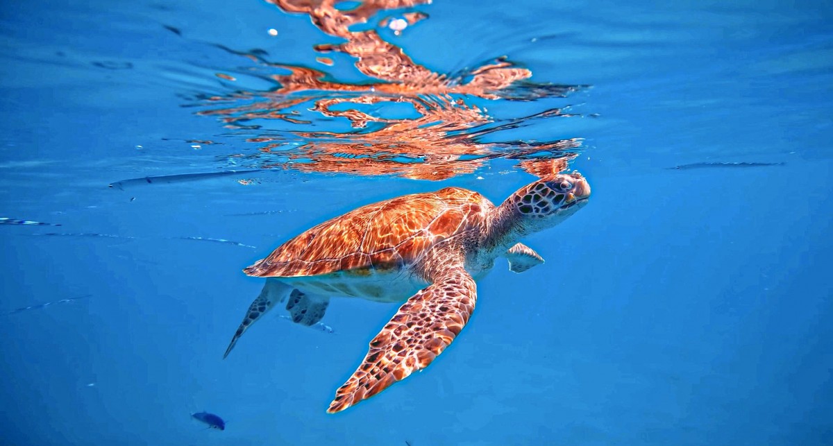 What Month Do Turtles Hatch in Barbados? | Harbour Lights Barbados ...